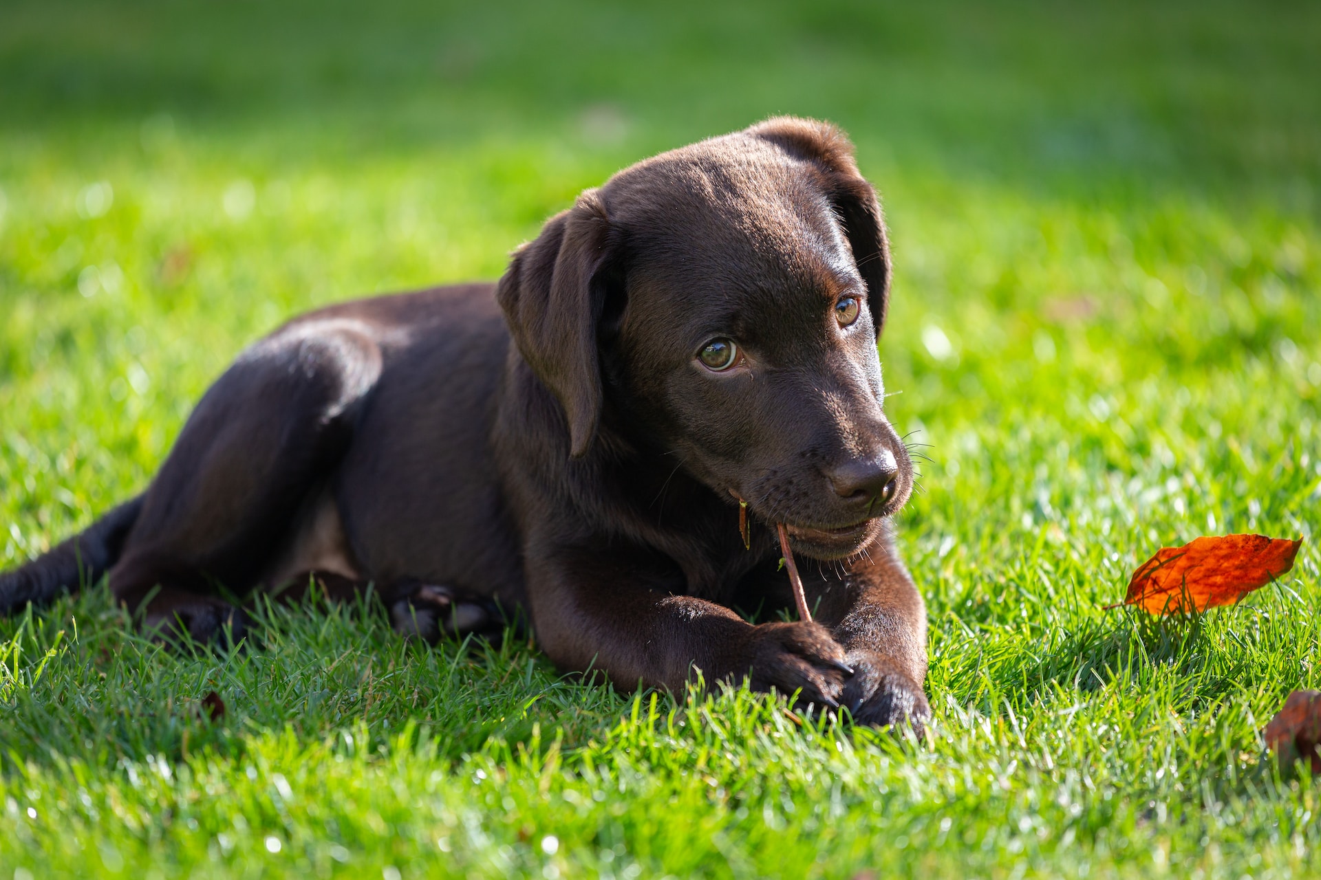 The Top 10 Most Popular Dog Breeds of 2023 | Getapuppy.ca