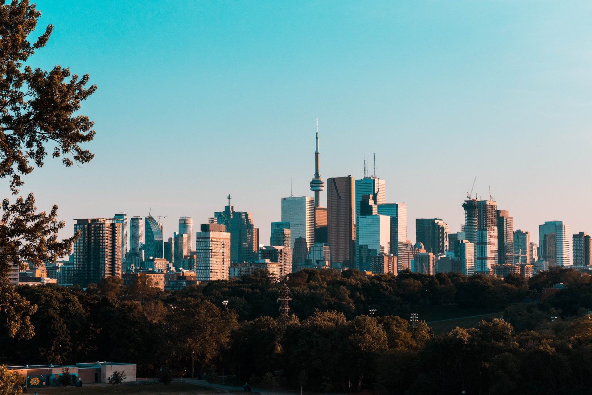 What is the most popular dog in Toronto? | Getapuppy.ca